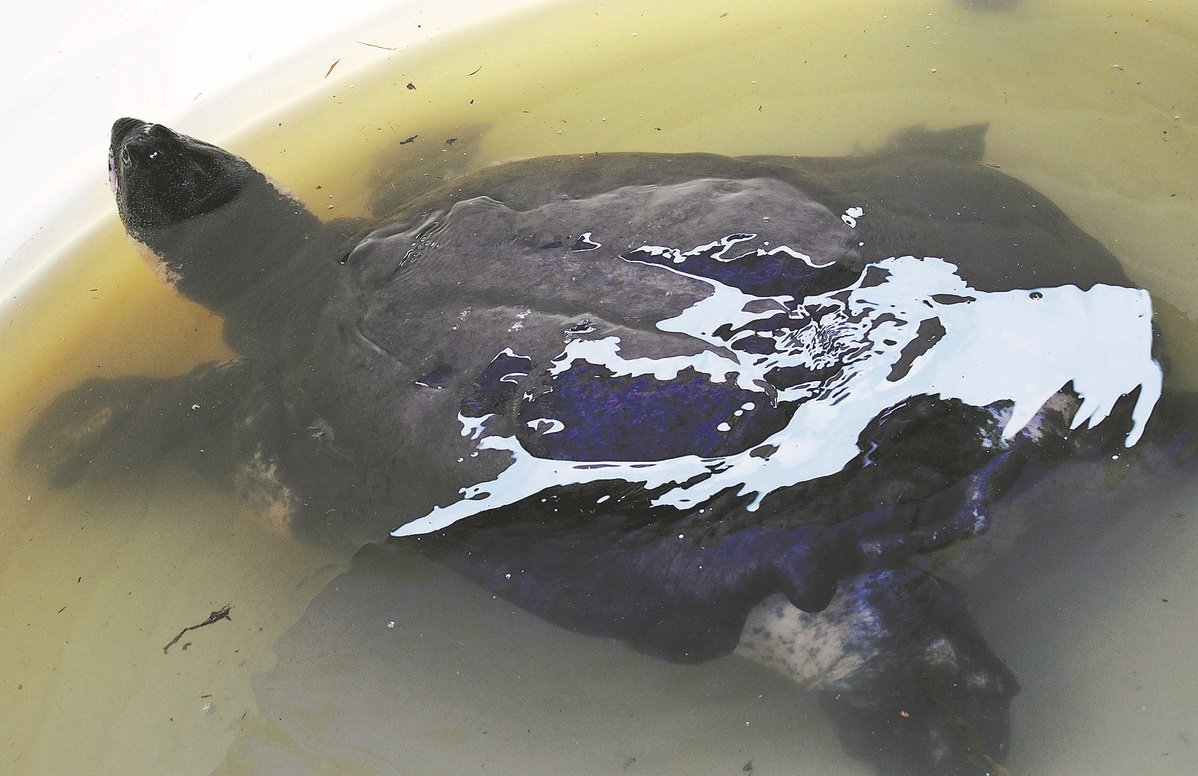 Yangtze giant softshell turtle search sparks reward campaign ...