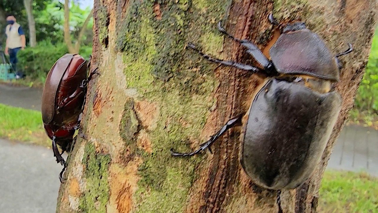 Taiwan Rhinoceros Beetle Season Begins at Wushanding Reserve ...
