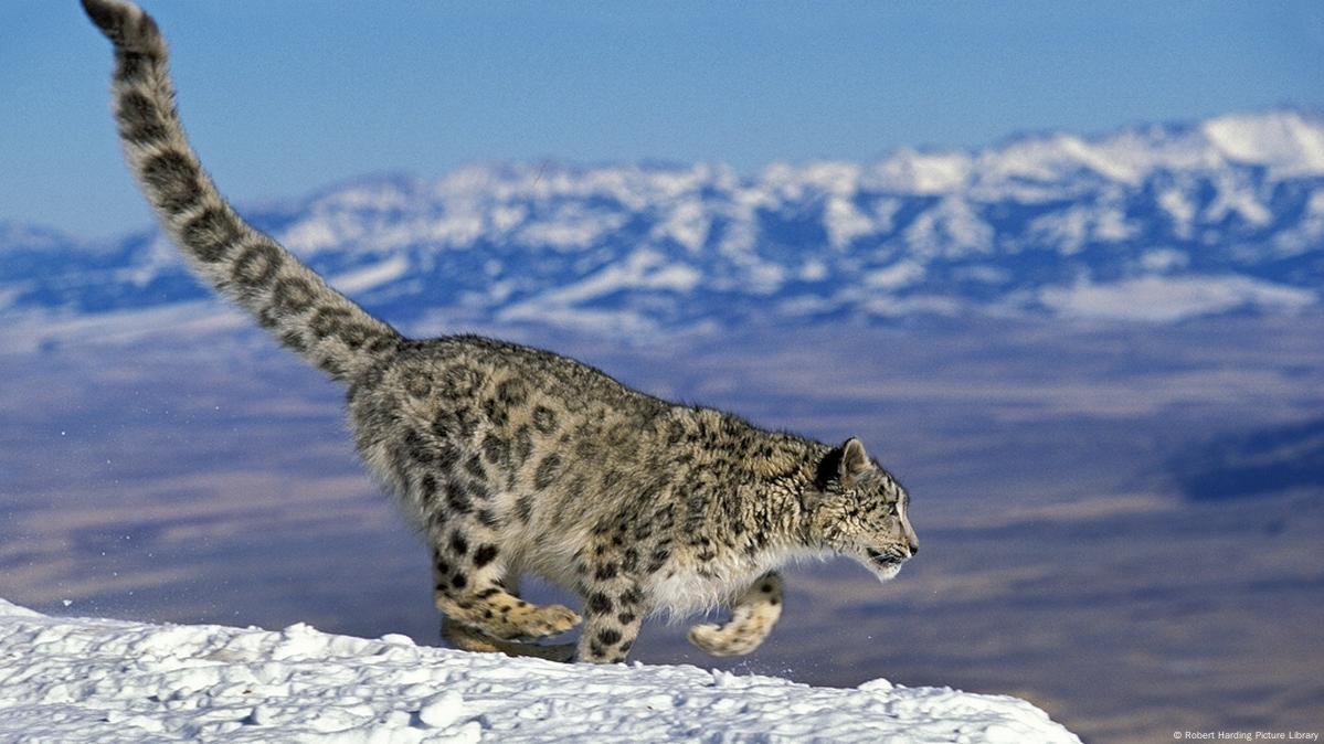 Snow Leopard Habitat Range Research Advances - theasiareview.com