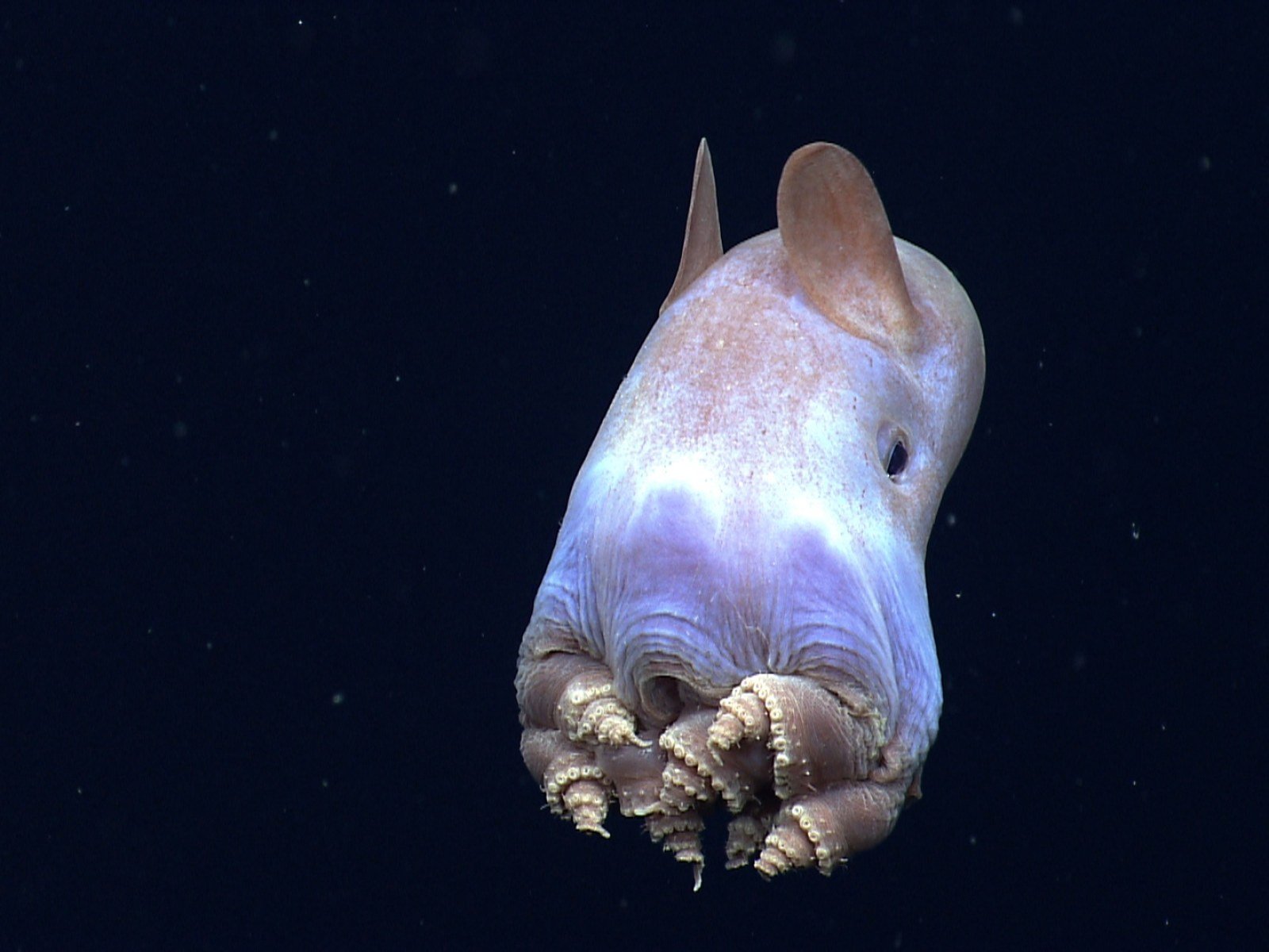 China Dumbo Octopus Discovery Revealed
