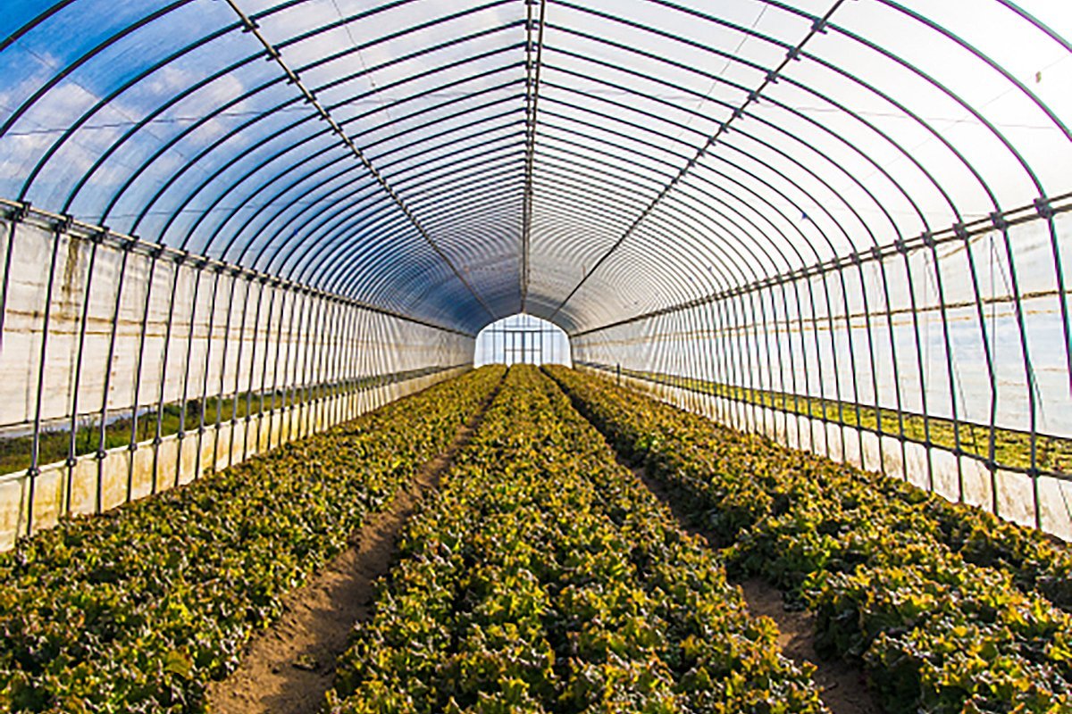 Greenhouse Propagation Advances Coniferous Growth Mongolia ...