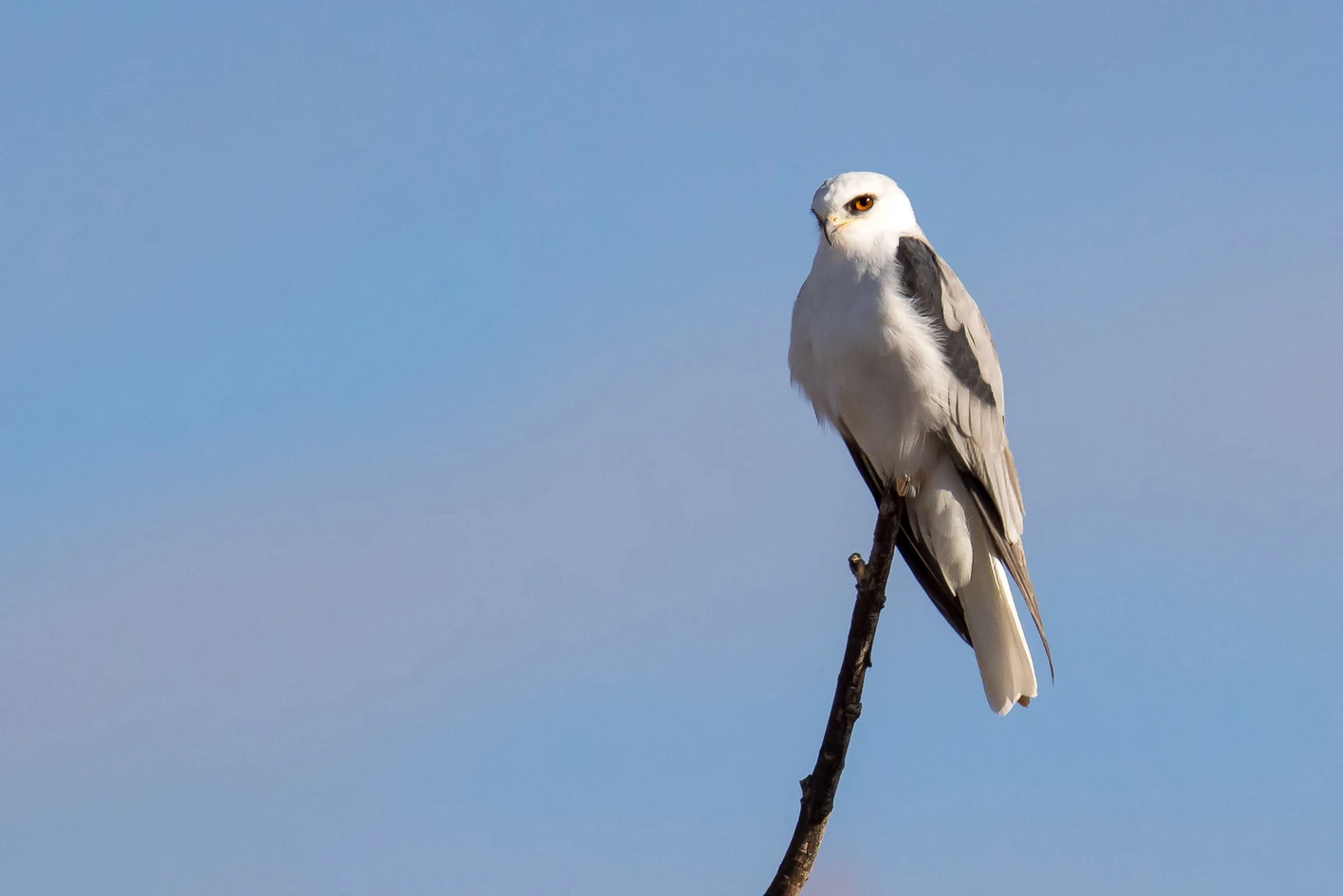 Raptors on Perches Boost Biodiversity Insights in Eastern Taiwan ...