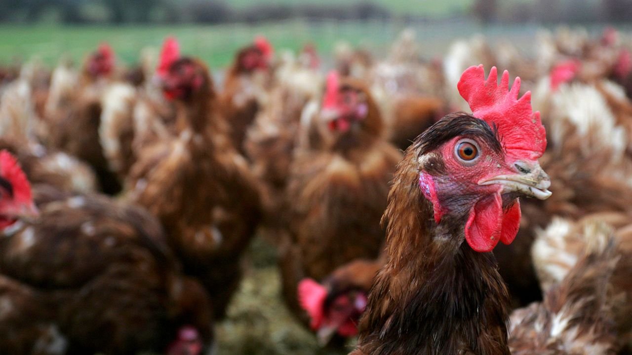 Avian Flu Outbreak Hits Taiwan Poultry Farms