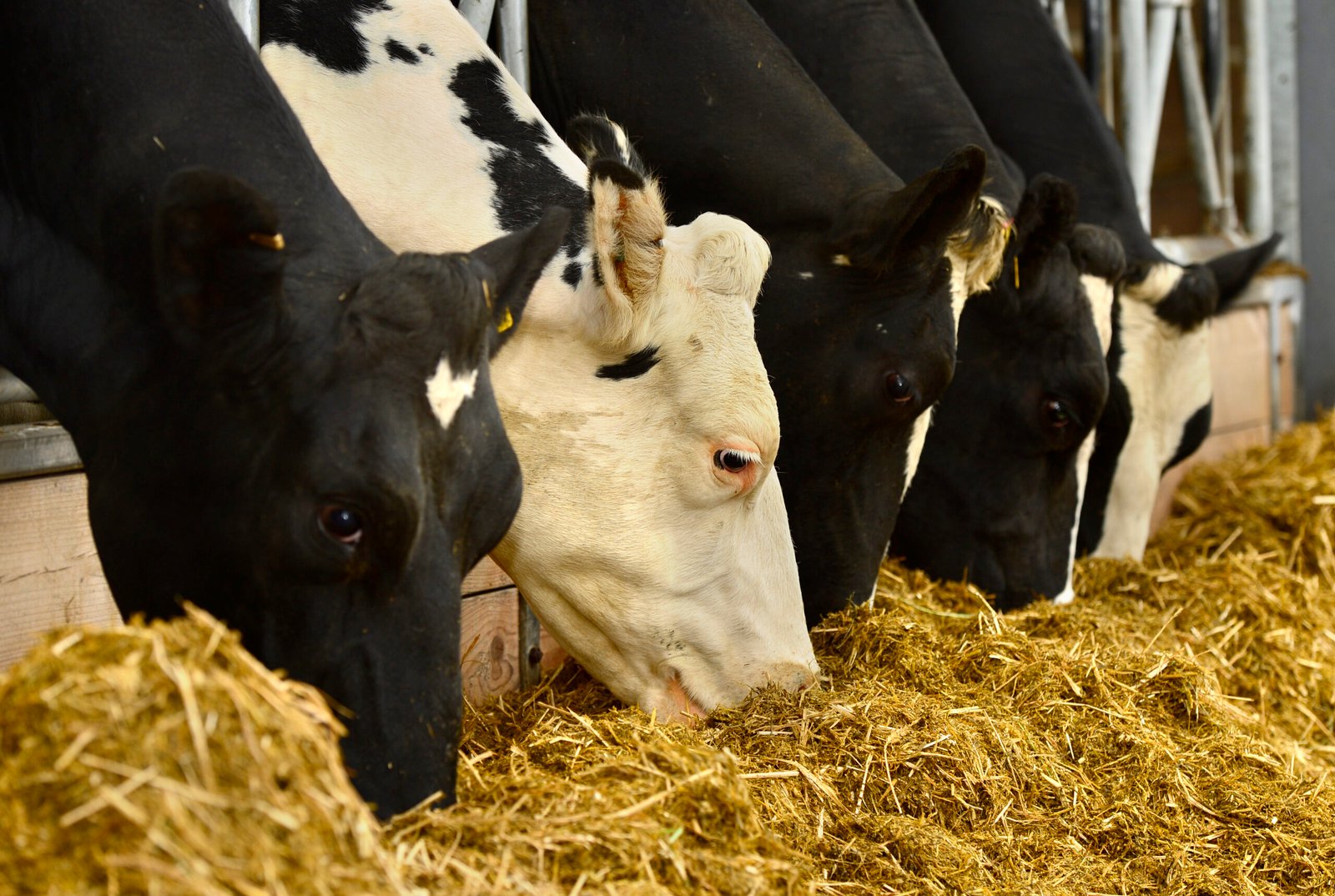 Dairy Cattle Cell Atlas Created in China to Improve Milk Production