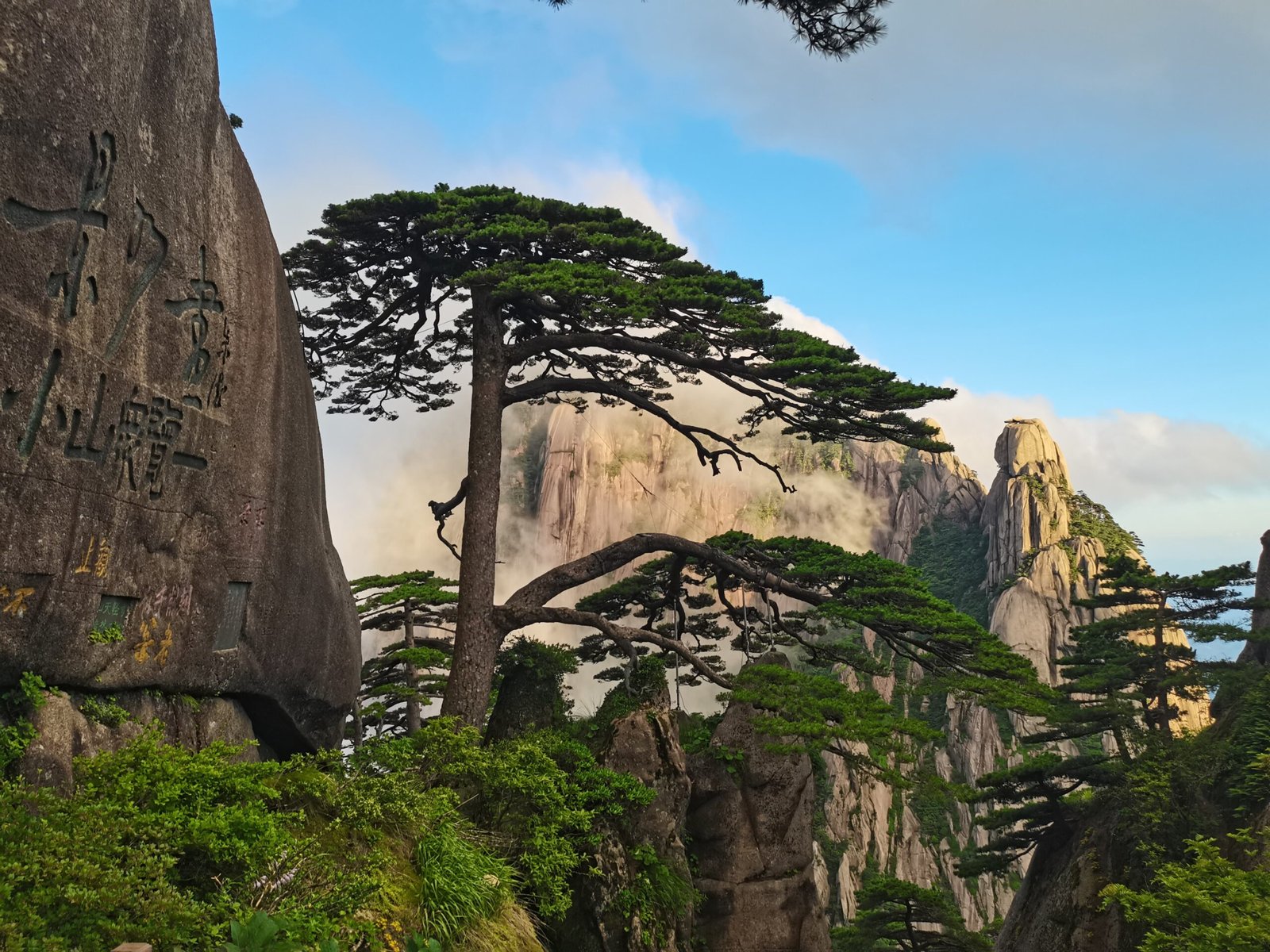 Ancient Trees Thrive Across China as Conservation Efforts Expand